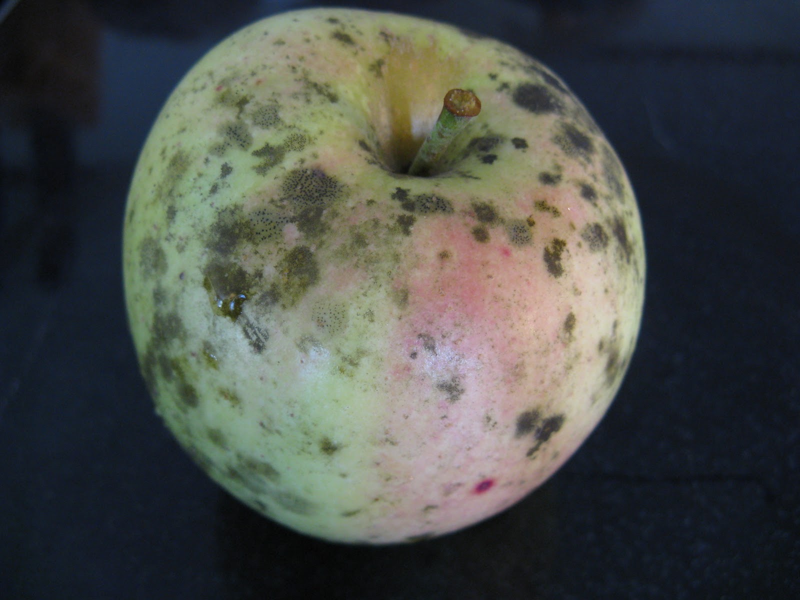 Picked by PhDs: So much can go wrong with apples