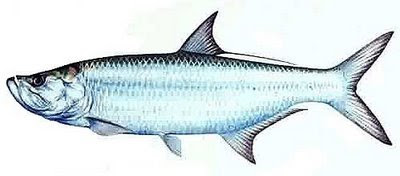 Pesca Costera Mexico: El elusivo sábalo.