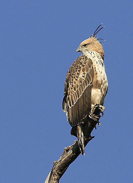 Geby Silvana: Garuda, Elang Perkasa Pelindung Indonesia