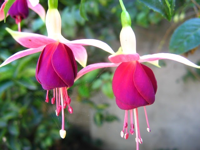 Guatemala, tierra de cultura, tradición y tamales.: FLORA Y FAUNA