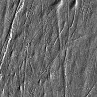 PaleoAnthropo: ¿Qué comían los Australopithecus?