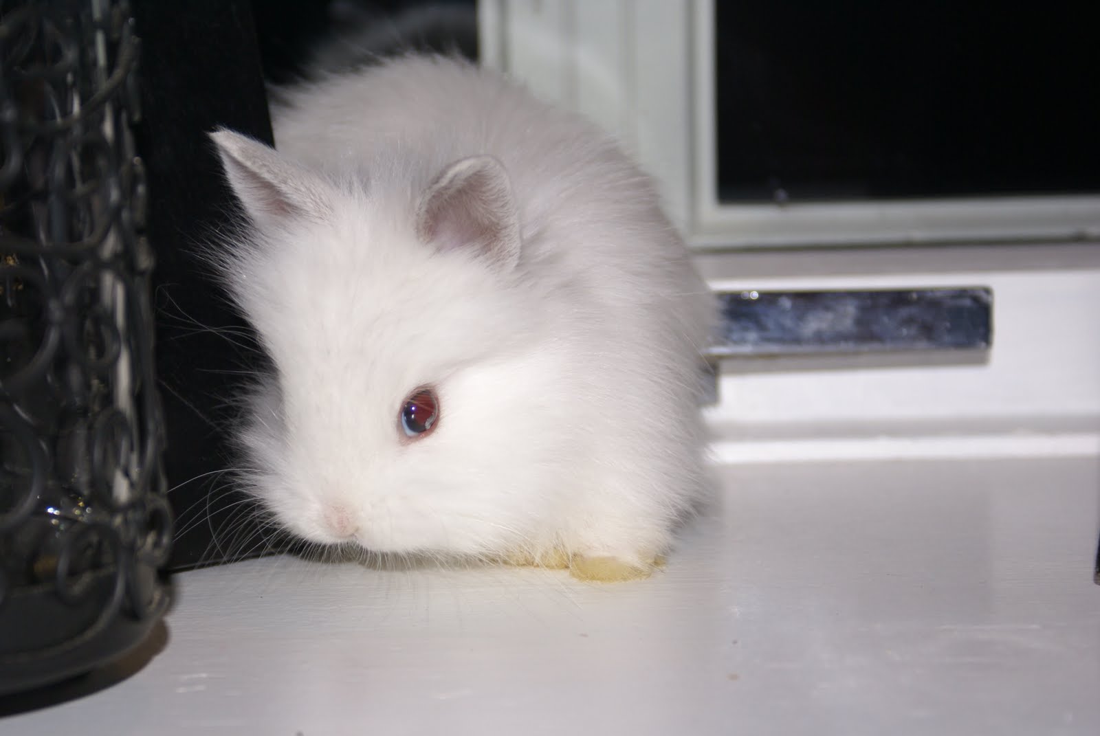 Mine søte små!: Kaniner...