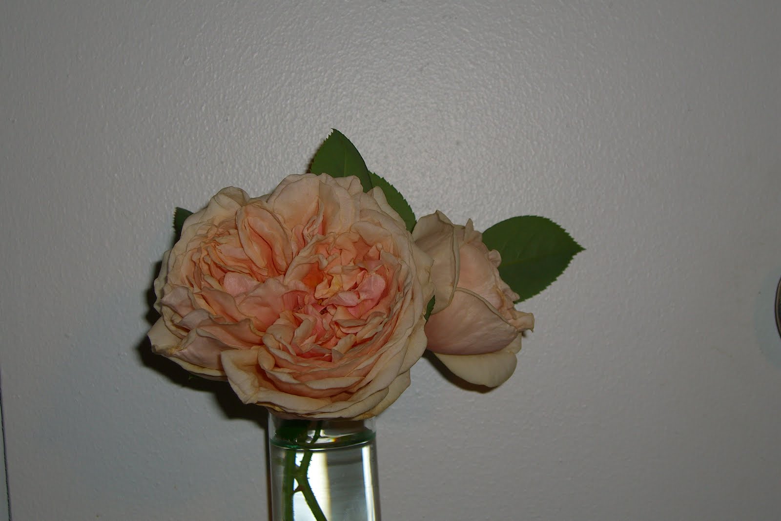 The Rabid Gardener: Star of the Republic = best rose ever