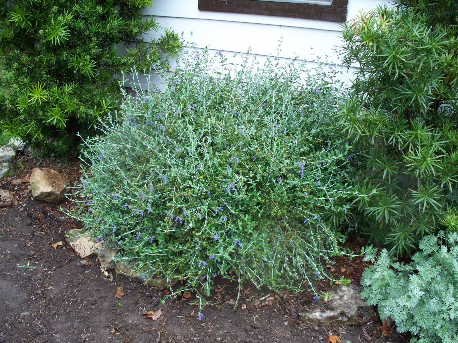 The Rabid Gardener: Bush Germander 'Azure'