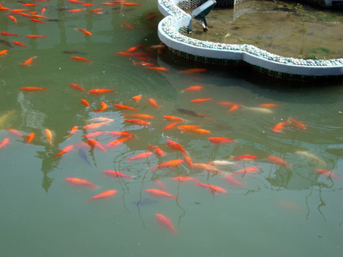 Chinese Ornamental Goldfish - Beijing Visitor Guide