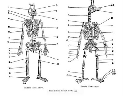 Sean S- D: Comparison of a human and bird skeleton