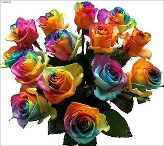 natural: Rainbow Roses: All Colors in One Rose