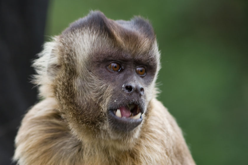 Brazil for Insiders: The courting ritual of the blue macaws in the Pantanal