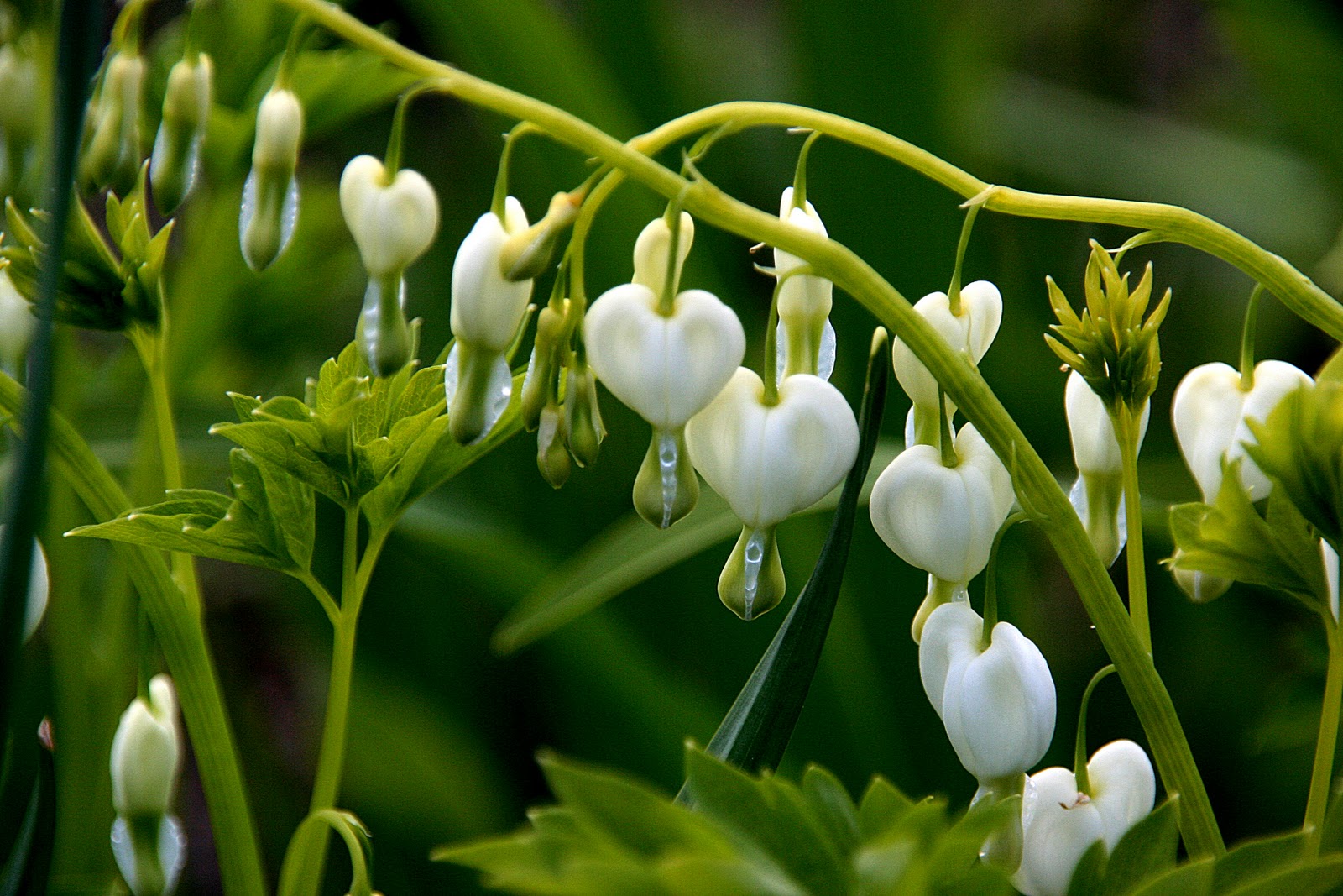 A Niagara Region Garden: 3 Bleeding Hearts