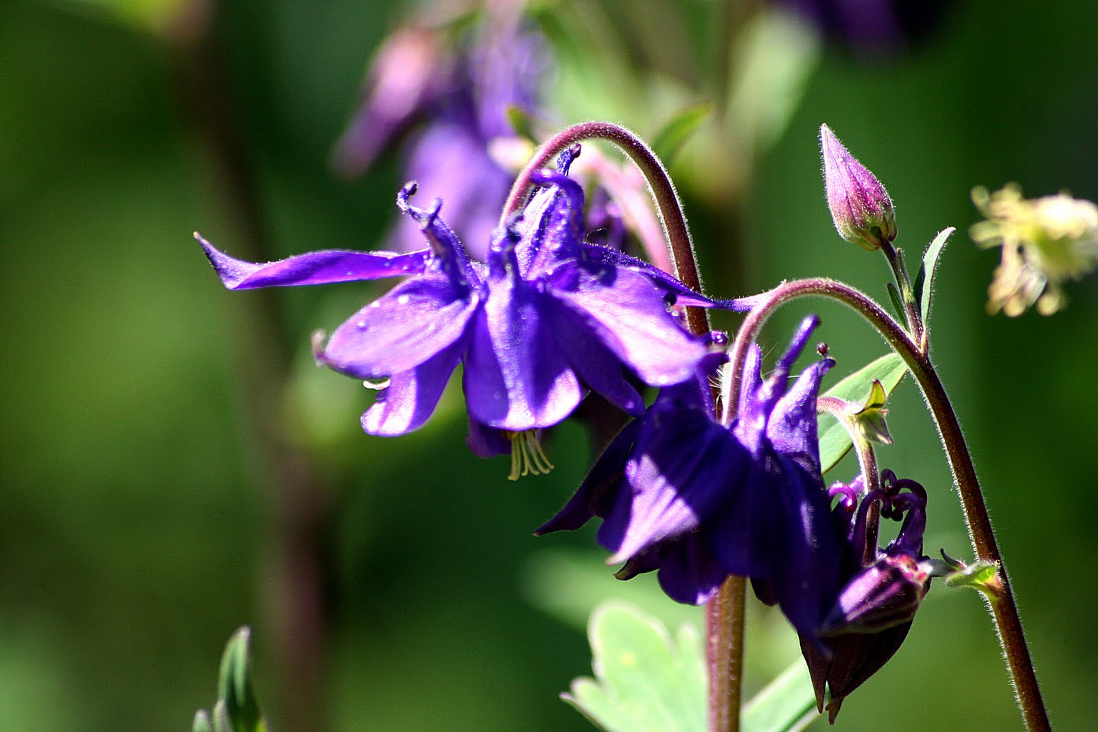 A Niagara Region Garden: Random flower pics from the garden to-day
