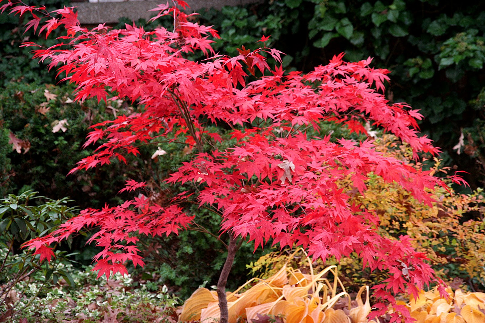 Japanese Maple Tree: A Blood Good Japanese Maple.