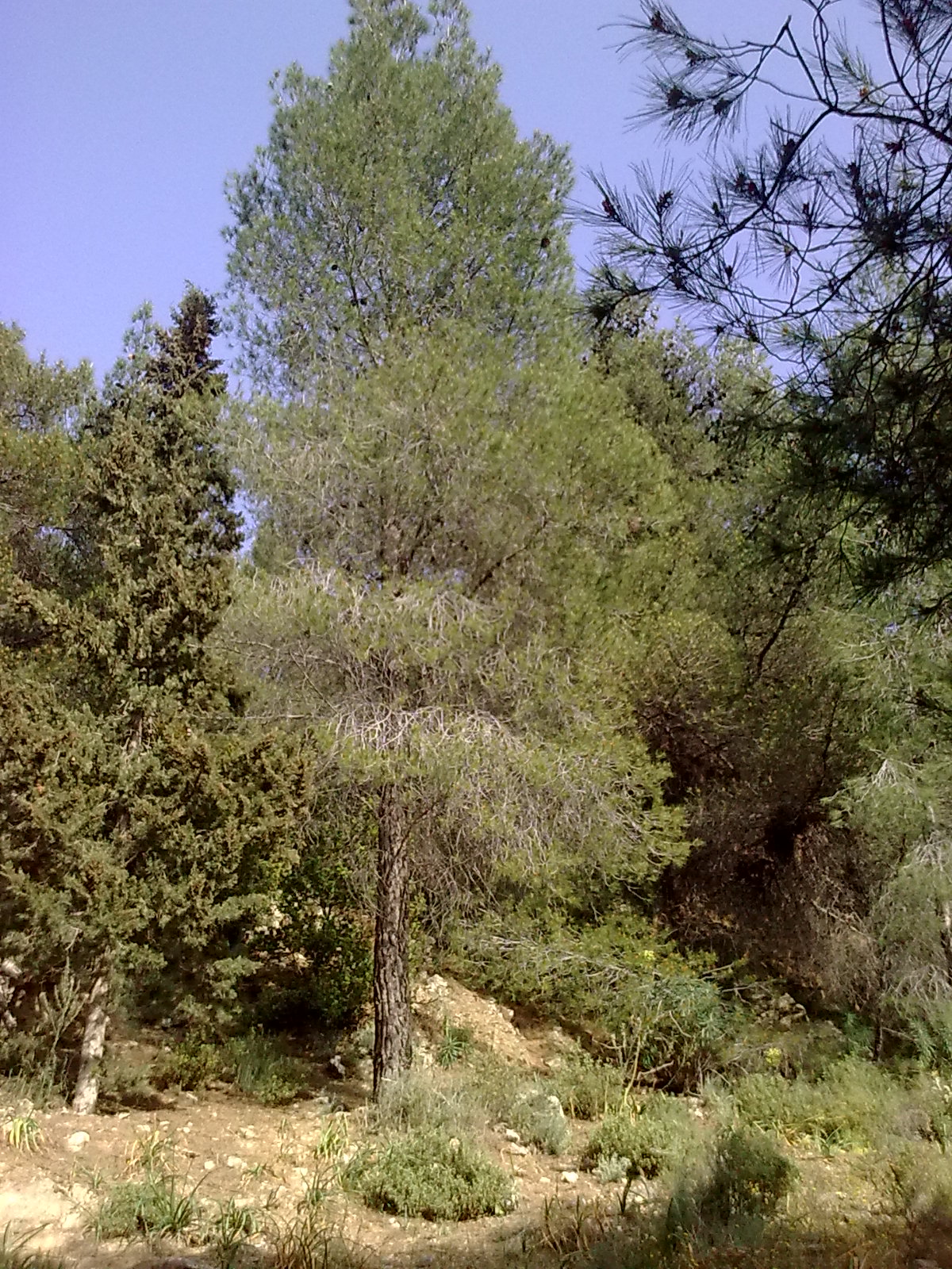 Ο Μαυρος Σκυλος: 2010