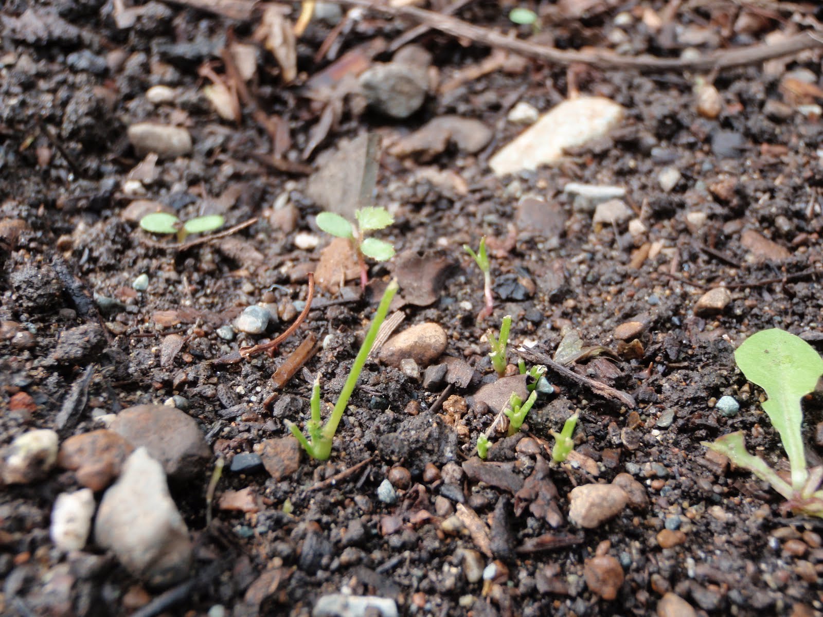 Roots and Shoots: European earwig goes on a rampage of destruction