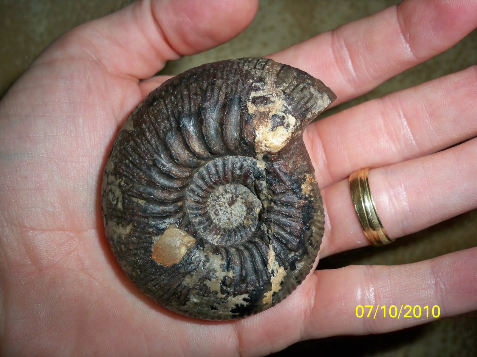 Fosile,Minerale,Roci: Amoniti