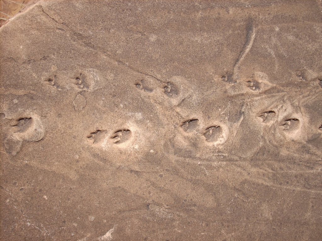 Fosile,Minerale,Roci: Cum se formeaza fosilele?