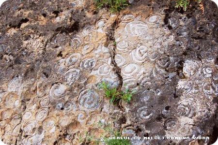 Fosile,Minerale,Roci: Punctul fosilifer Dealul cu Melci (jud.Alba)