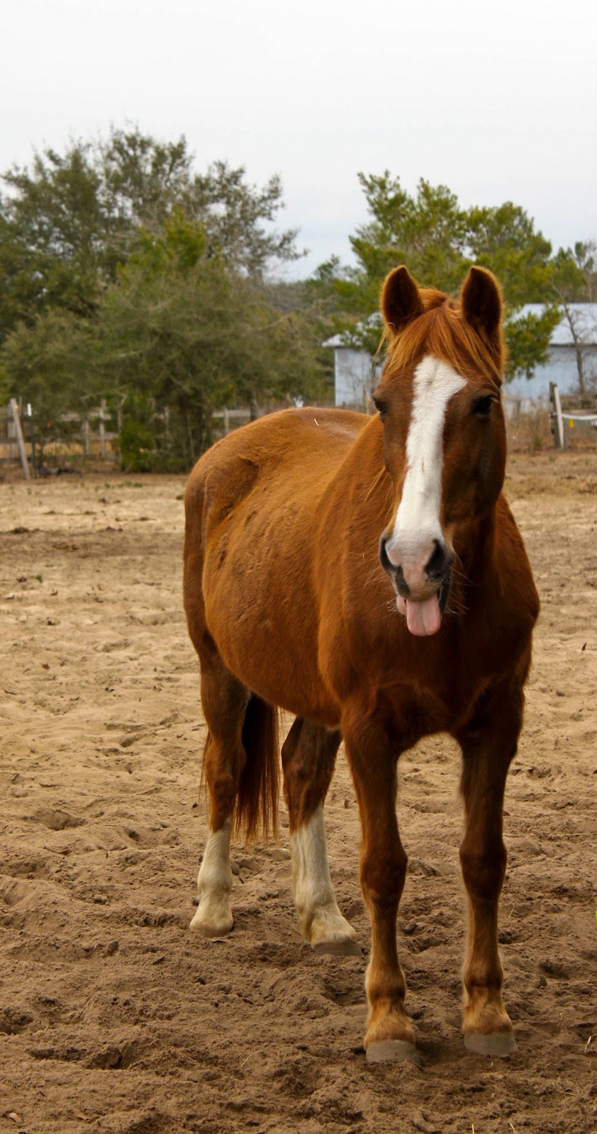 Ashleigh Schell Photography: Eternal Freedom Horse Rescue Ranch
