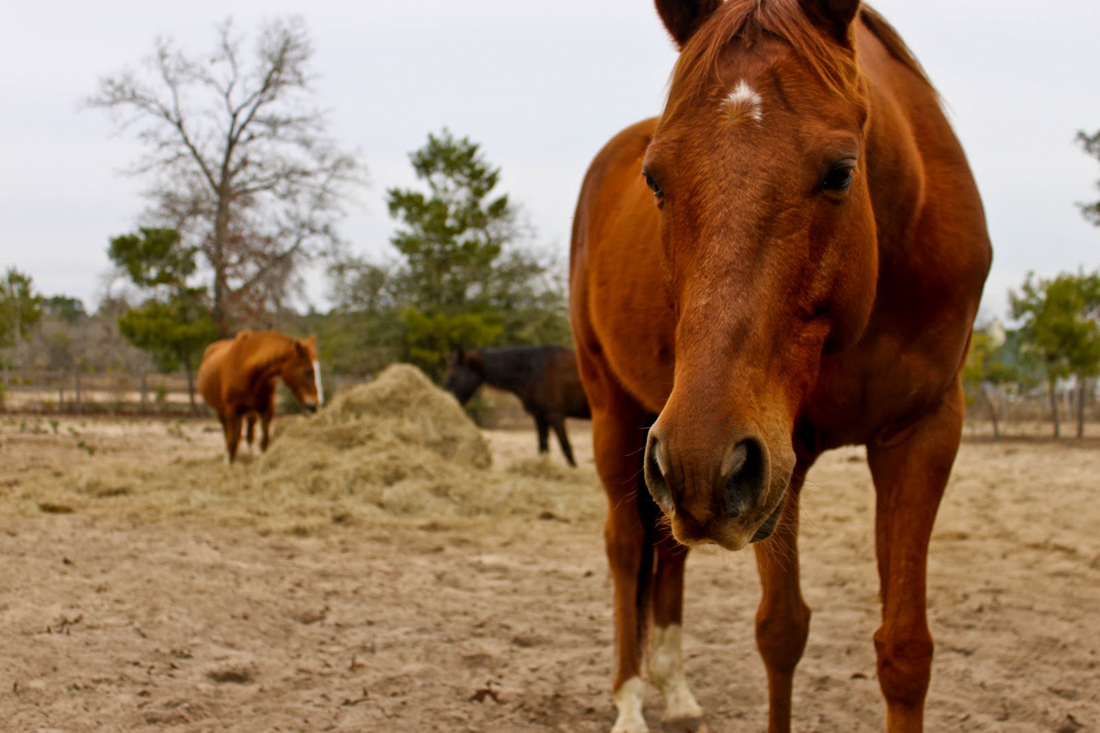 Ashleigh Schell Photography: Eternal Freedom Horse Rescue Ranch