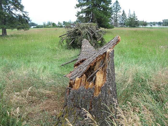 Life among the Tall Pines: Tree trimming
