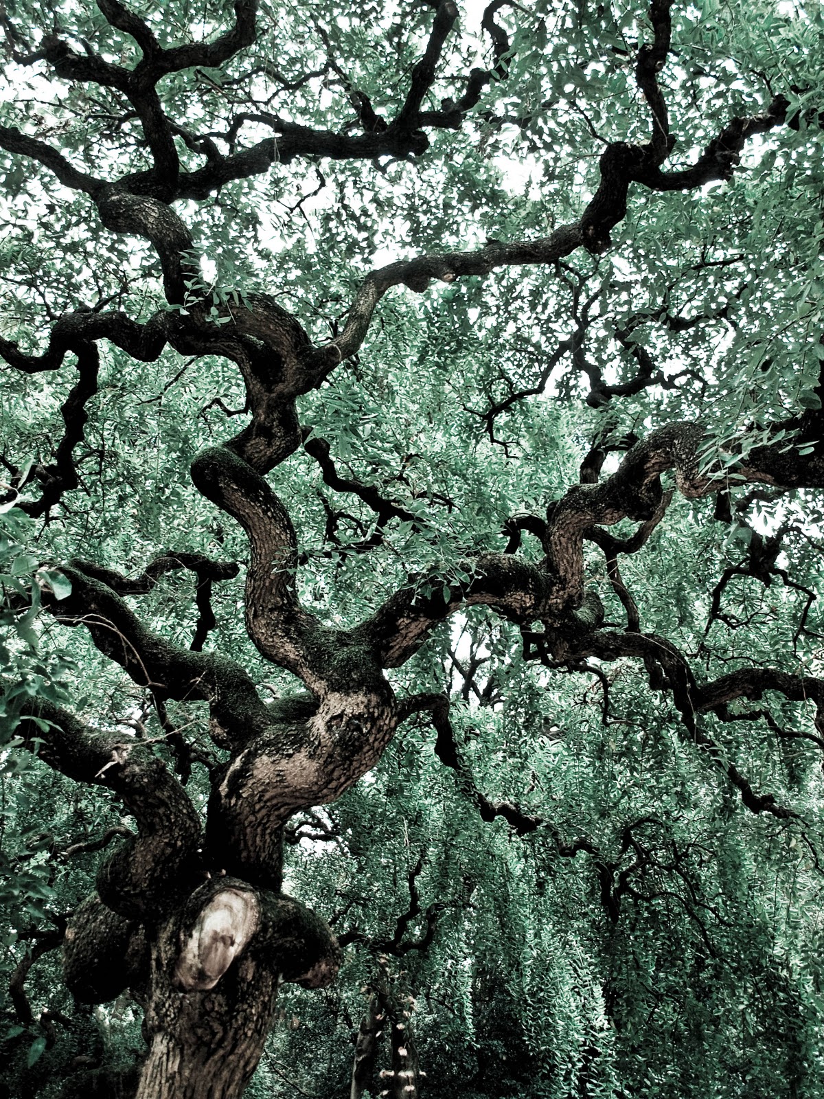 Love And Yellow Ladybugs: Chinese Tree