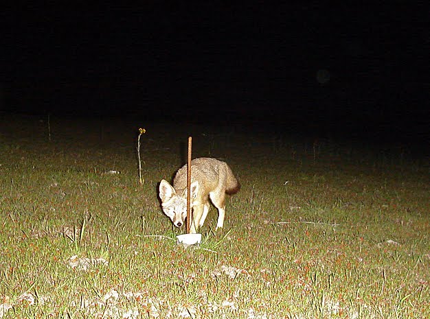 Camera Trap Codger: Kit fox and measuring stick