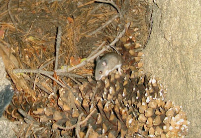 Camera Trap Codger: Still looking for bushy-tail