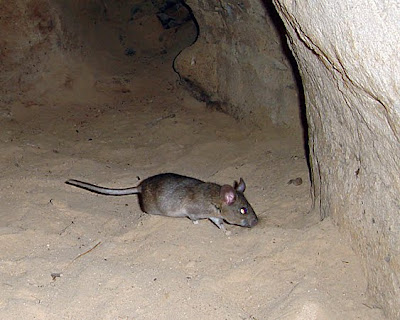 Camera Trap Codger: Troglodytic rodents