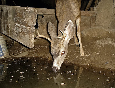 Camera Trap Codger: Poison Water guzzlers--black-tailed deer
