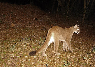 Camera Trap Codger: Sonoma puma
