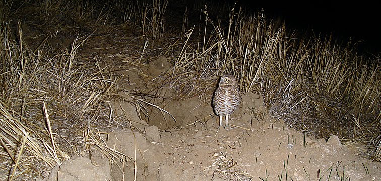 Camera Trap Codger: Burrowing owl at the badger dig