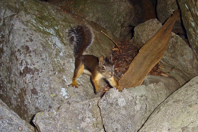 Camera Trap Codger: Denizens of Deadman