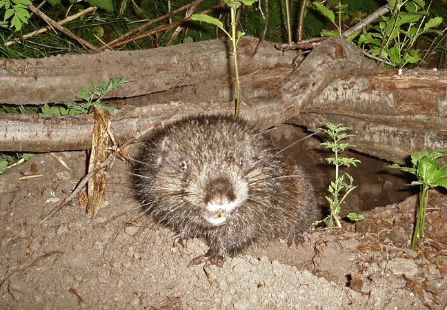 Camera Trap Codger: Annual Aplodon Photos