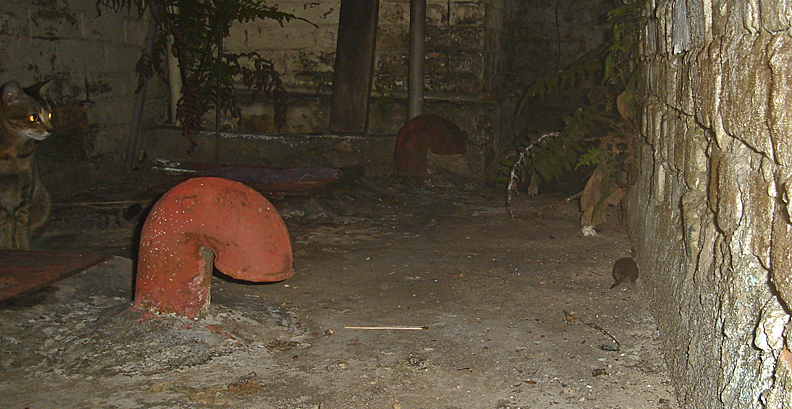 Camera Trap Codger: February 2011