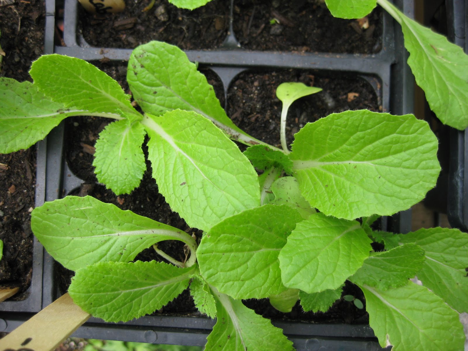 Victoria Gardens: Organic, heirloom, locally-grown vegetable starts are ...