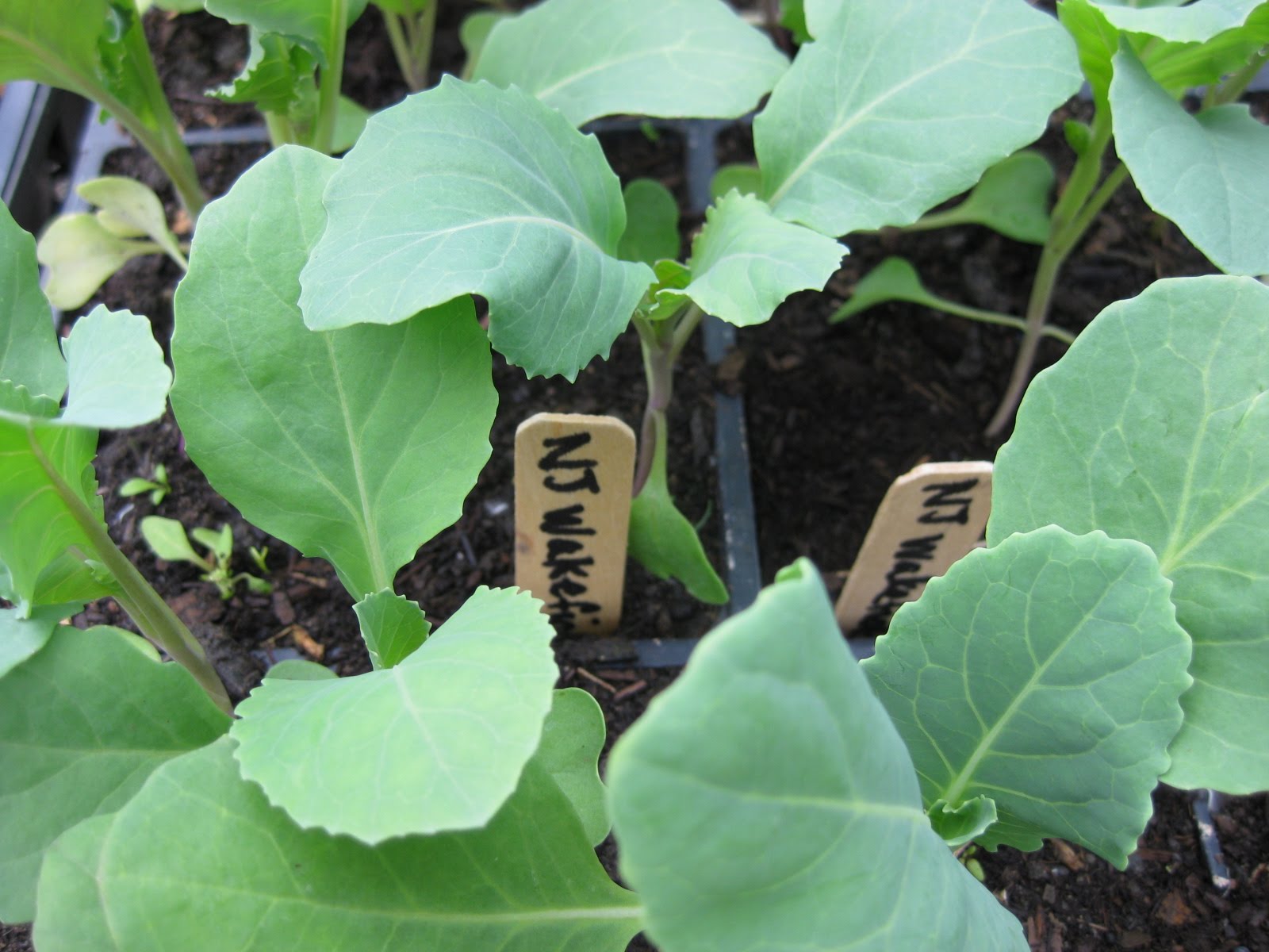 Victoria Gardens: Organic, heirloom, locally-grown vegetable starts are ...