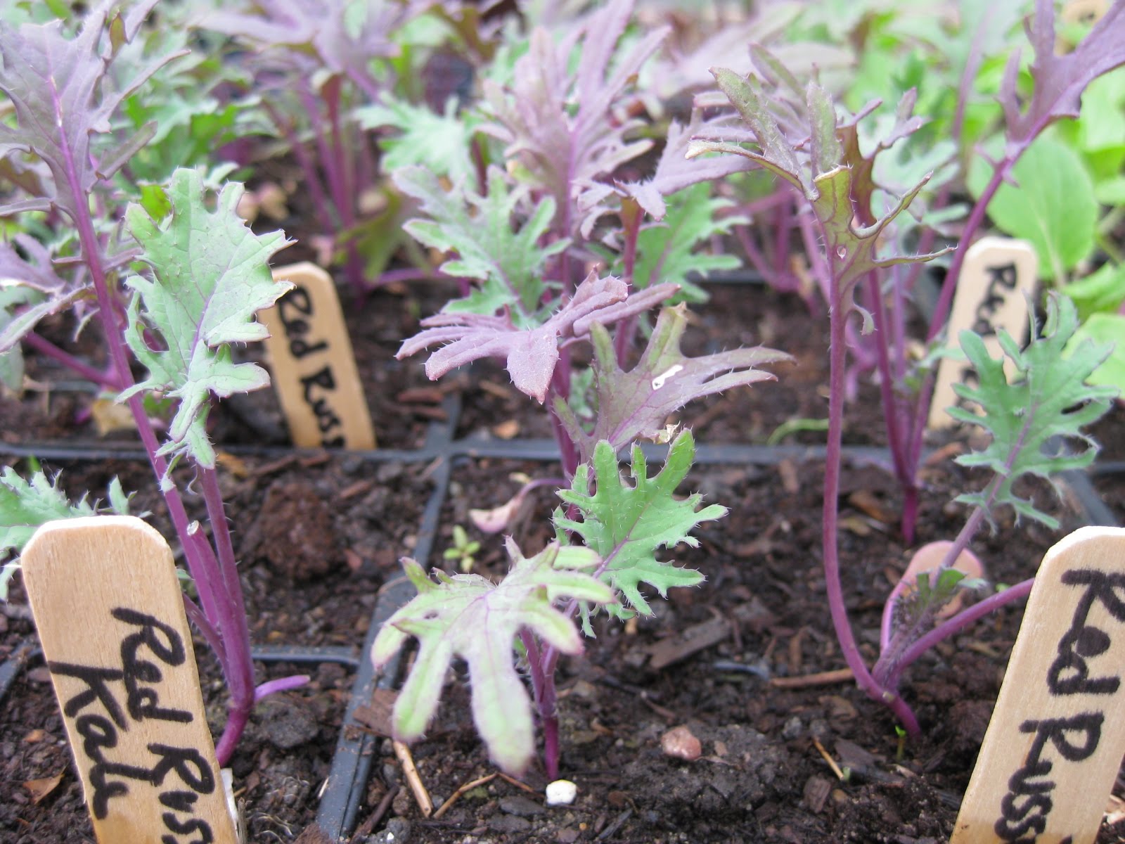 Victoria Gardens: Organic, heirloom, locally-grown vegetable starts are ...