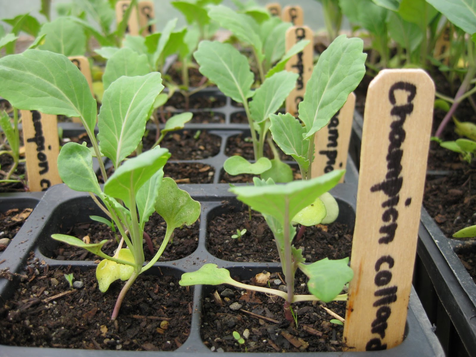 Victoria Gardens: Organic, heirloom, locally-grown vegetable starts are ...