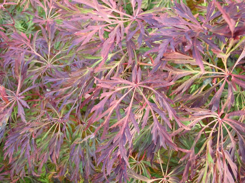 Victoria Gardens: Full Moon Maple: 20% off: Japanese Maple: Acer ...