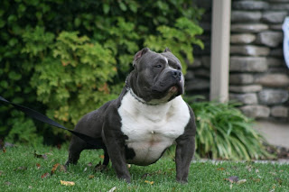 American Bully: Bull Master