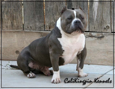 American Bully: Goliath II - G2