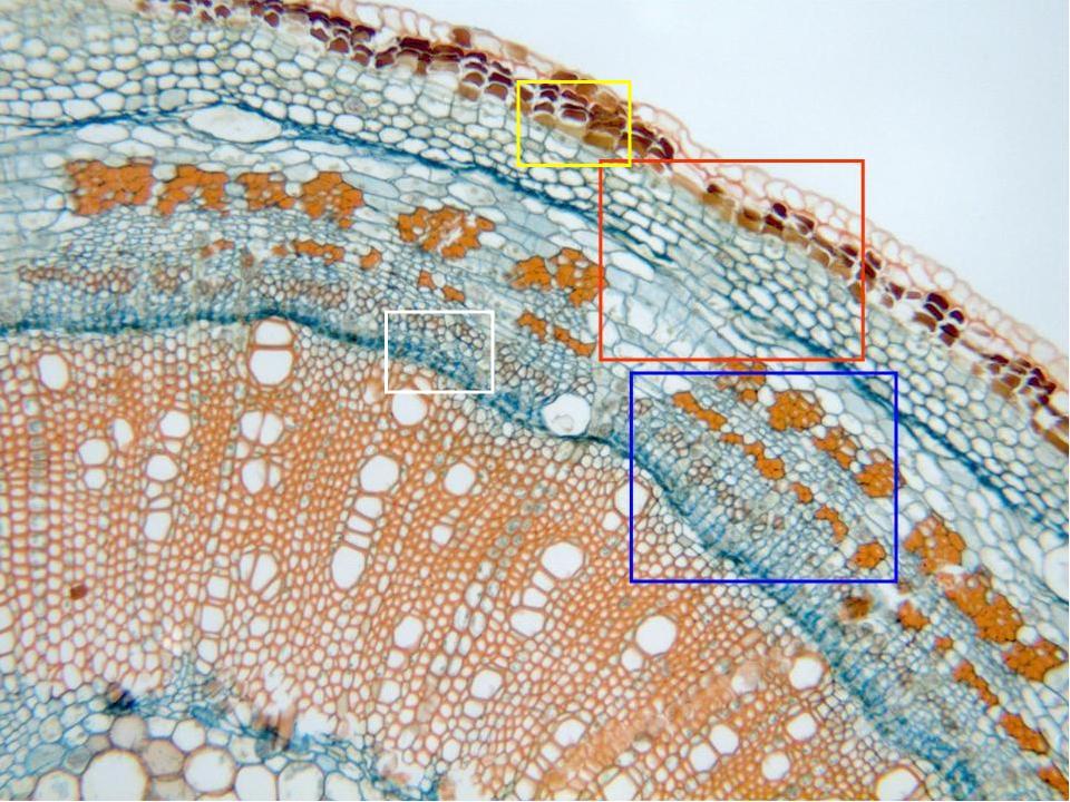 anatomìavegetalimelda: Sistema Fundamental, Parénquima, Colénquima ...