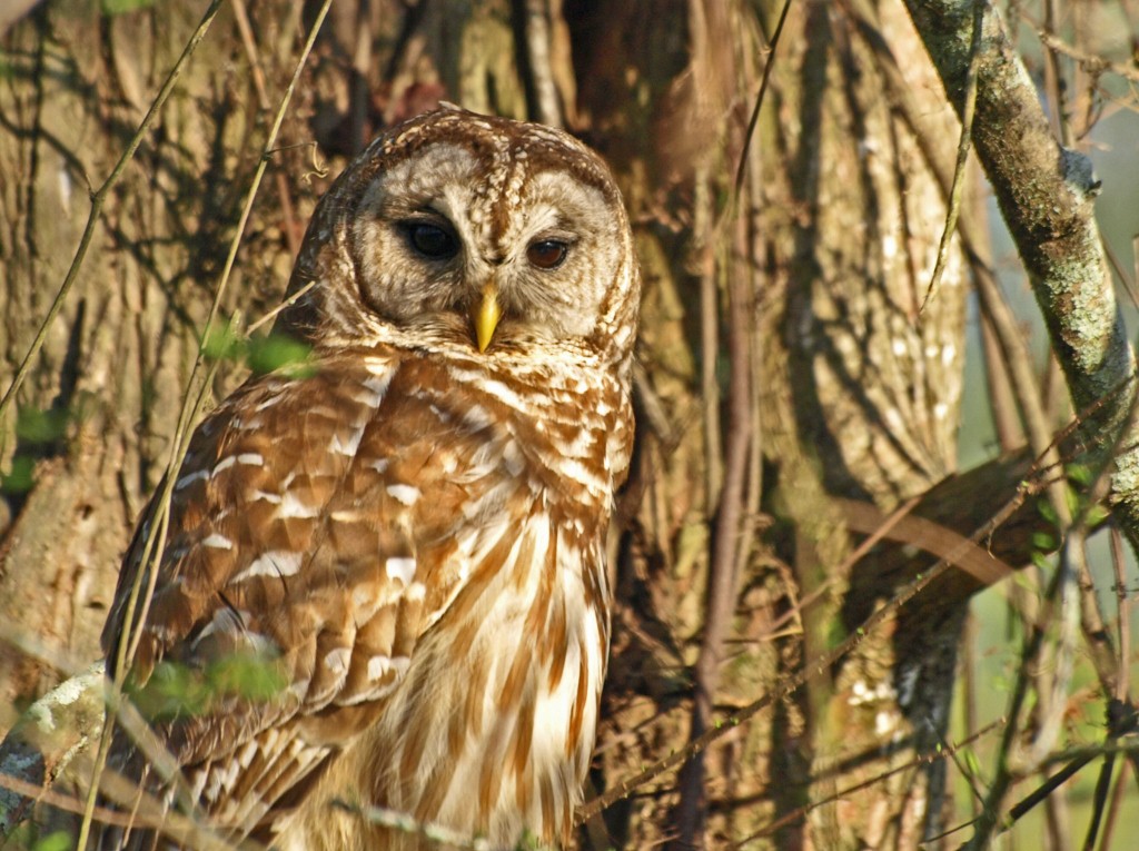 Raining Acorns: Sleeping in the Swamp: Louisiana's Atchafalaya Basin