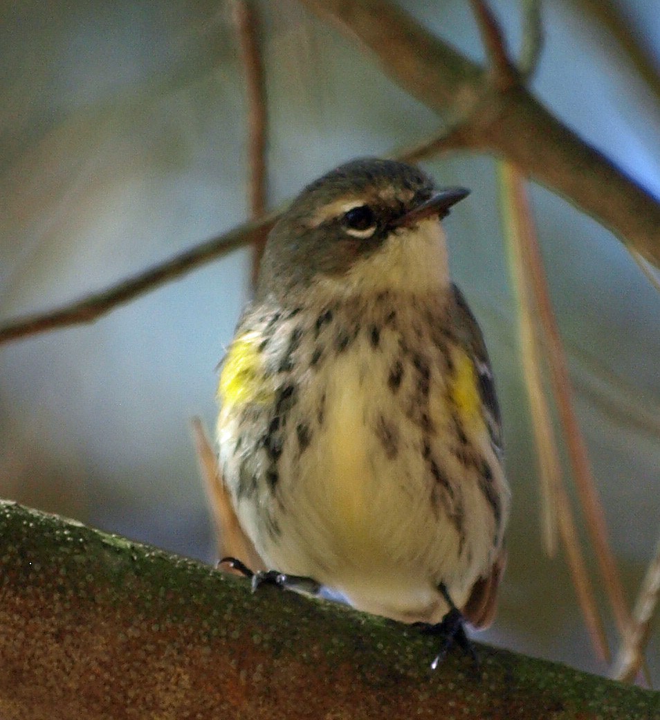 Raining Acorns: A Welcome Sound