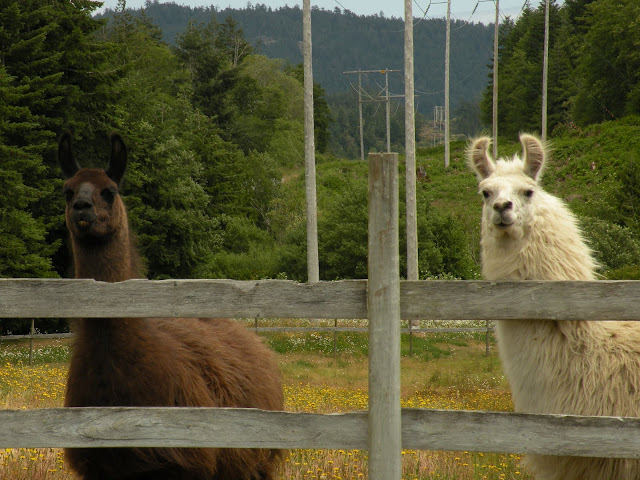 farmlass: Llama land...