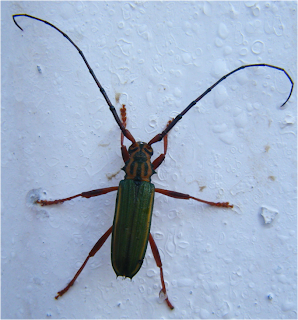 Tú, mi selva: El Chapulin...No colorado y mas viejito que el COLORADO
