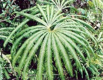 FLORA MALAYSIA: Paku Pakis Tema Setem Pos Malaysia