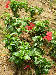 FLORA MALAYSIA: Bunga Raya, Bunga Kebangsaan Tidak mendapat Tempat ...