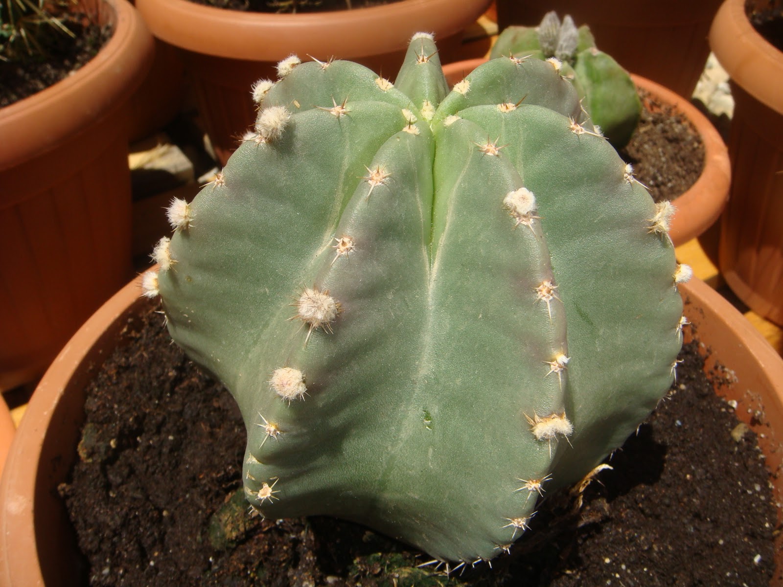 Selina: Echinocereus subinermis
