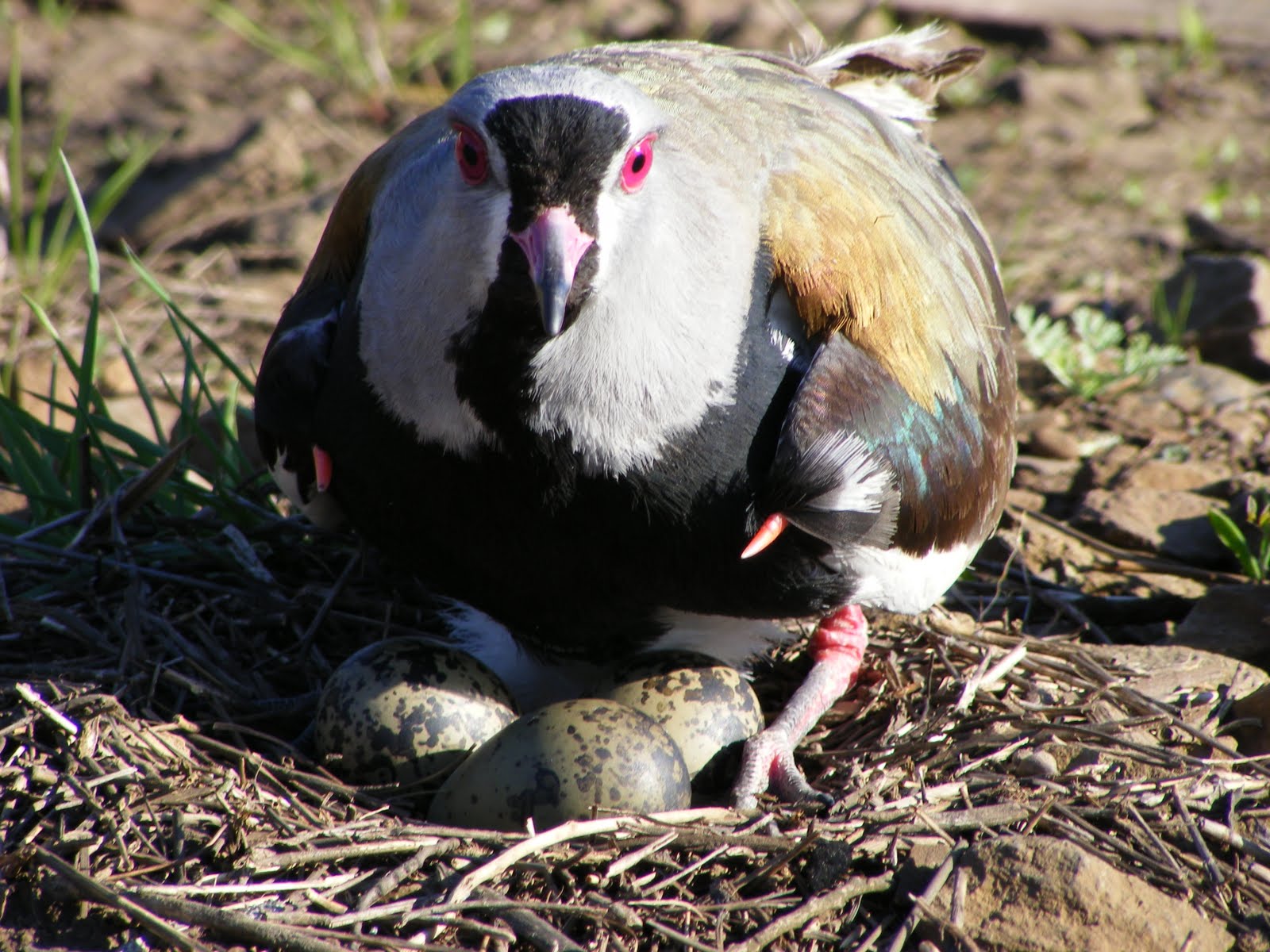 italo_chileno: Treile_(Queltehue) empollando.