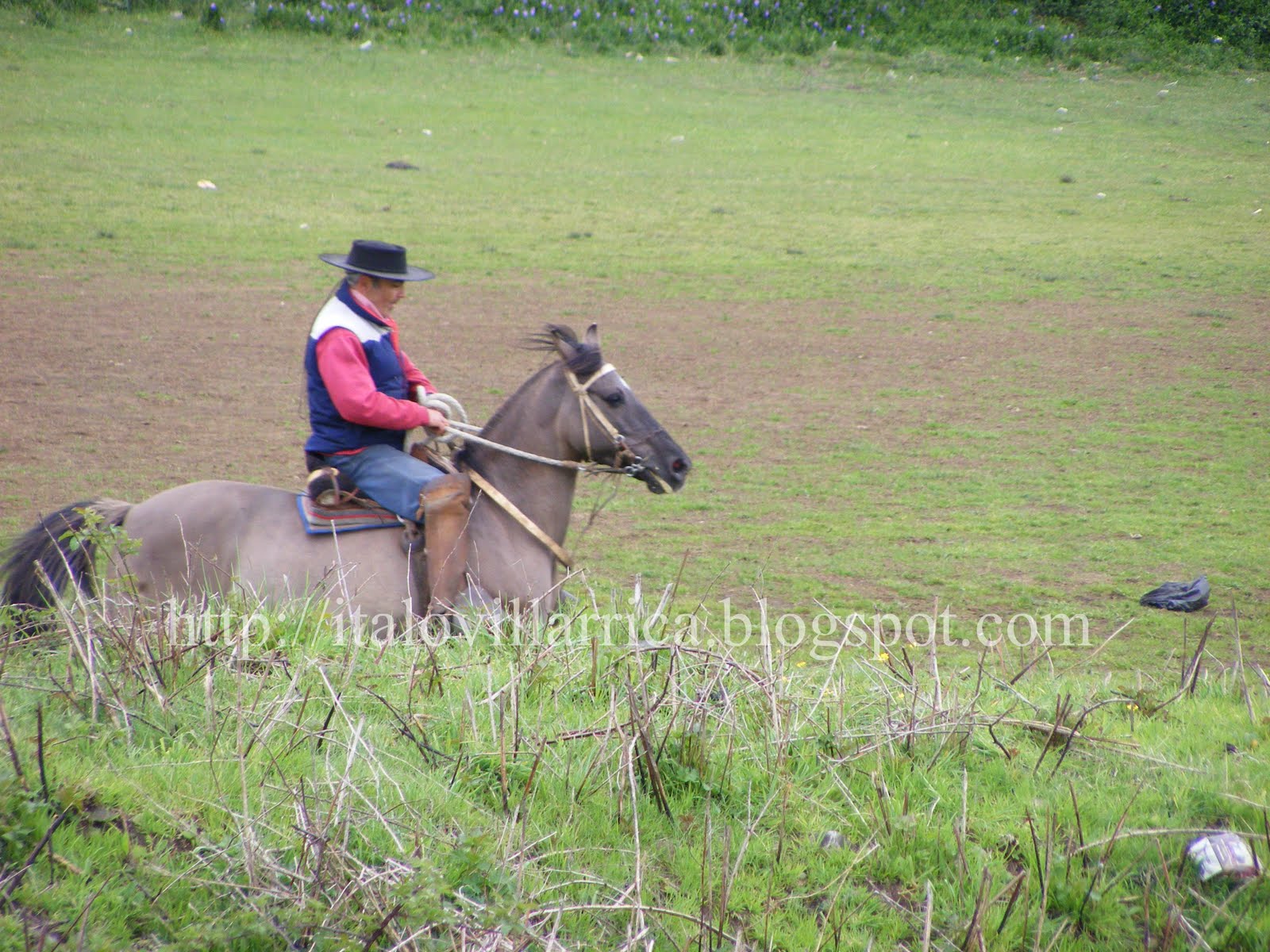 italo_chileno: Preparación de Potro para Rodeo.
